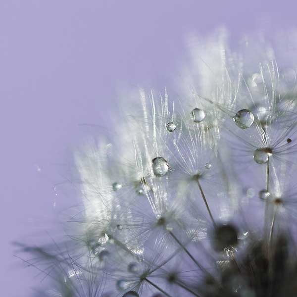 Rose Atkinson - 2nd Sept to 25th September 2009 - RIPLEY ARTS CENTRE