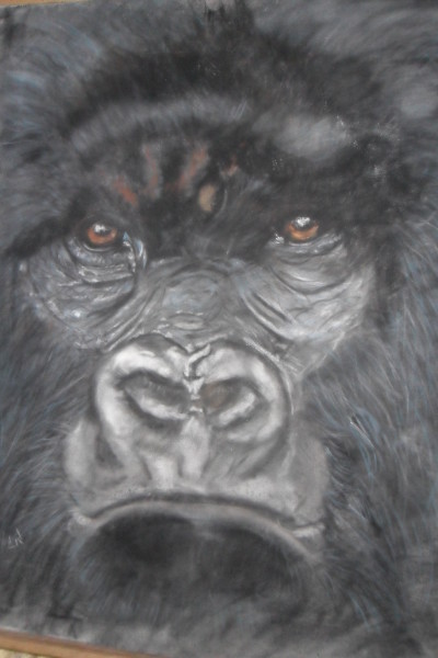 Animal Portraits by Lee Nightingale 6th Jan to 31st Jan 2014 - RIPLEY ...